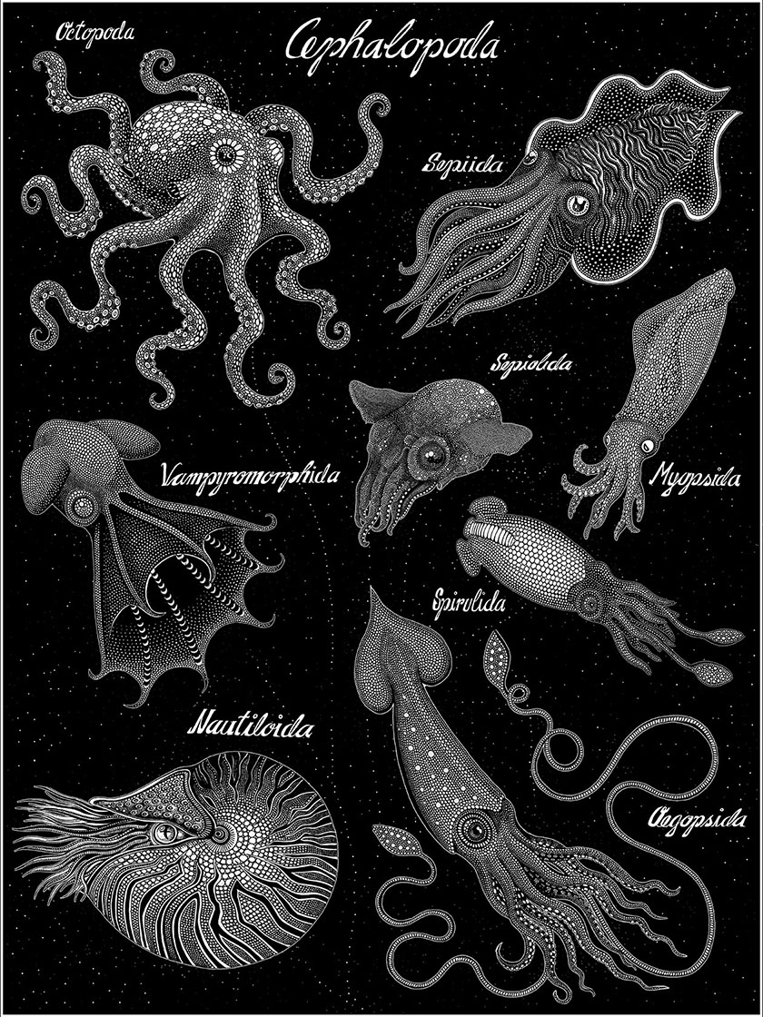 Cephalopod series – Jessica Eggers Illustration